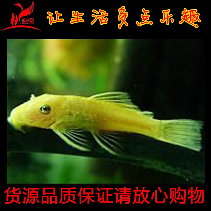 观赏鱼黄金清道夫鱼