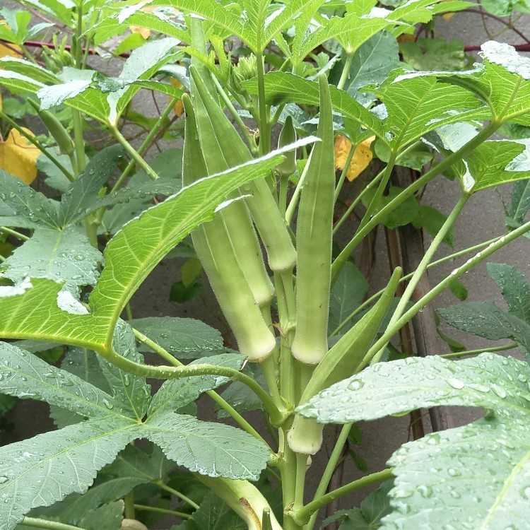秋葵苗长什么样图片 植物图片 高产 第7页 大山谷图库
